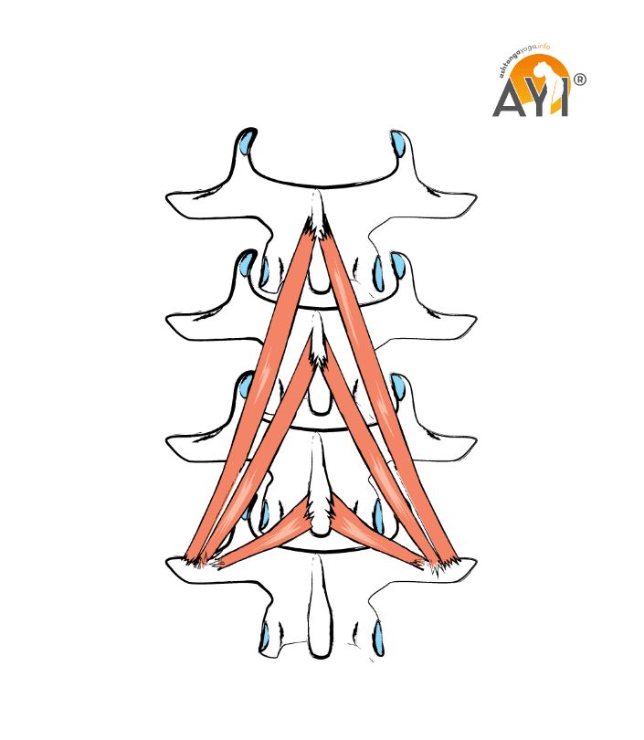 Der Dreh für einen gesunden Rücken - AshtangaYoga.info