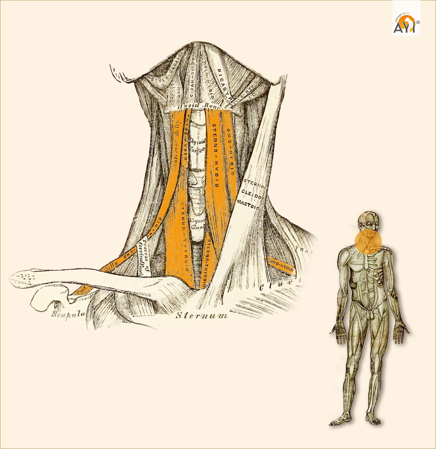 Infrahyale Muskulatur - AshtangaYoga.info